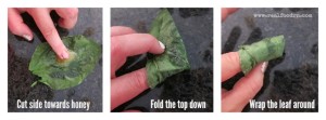 How to Make a Plantain Weed Bandage - Real Food RN