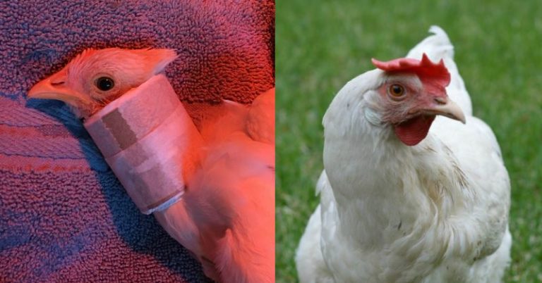 How We Lovingly Healed Our Chicken With a Broken Neck - Real Food RN