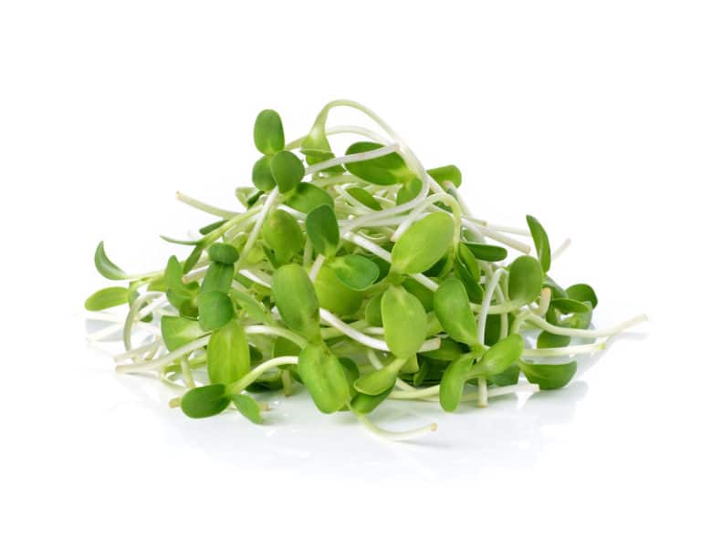 How to Sprout Seeds the Correct Way - Real Food RN