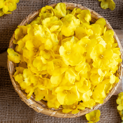 Mullein Tincture Benefits and How to Make It - Real Food RN