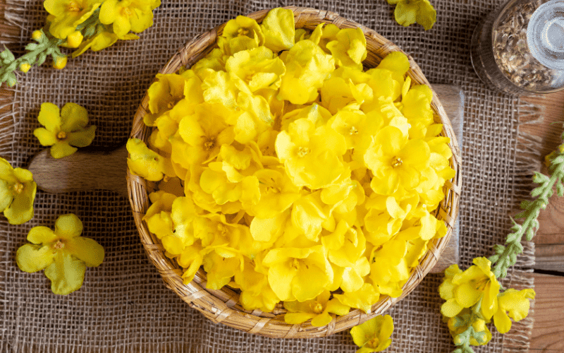 Mullein Tincture Benefits and How to Make It - Real Food RN